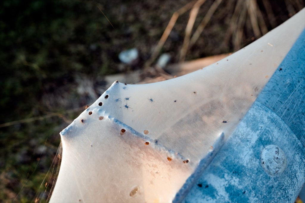 Flooding leads to spidery phenomenon - Dubois County Free Press, Inc.