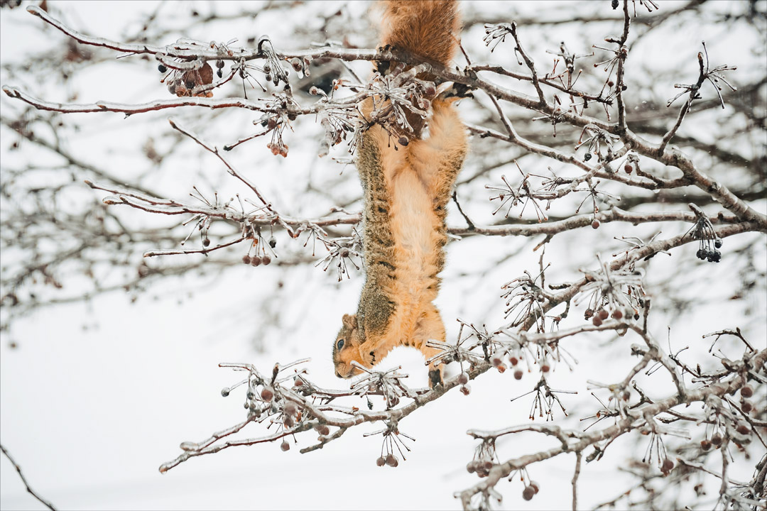 County, cities cope with snow and ice, closures abound - Dubois County ...