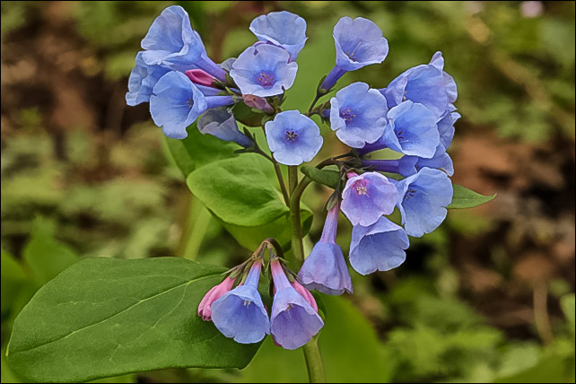 Blue Creek Wildflower Walk to be held April 5th - Dubois County Free ...